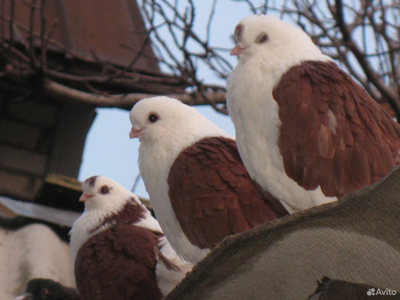 Продаю голубей (статные, ординарцы, молочные.)
