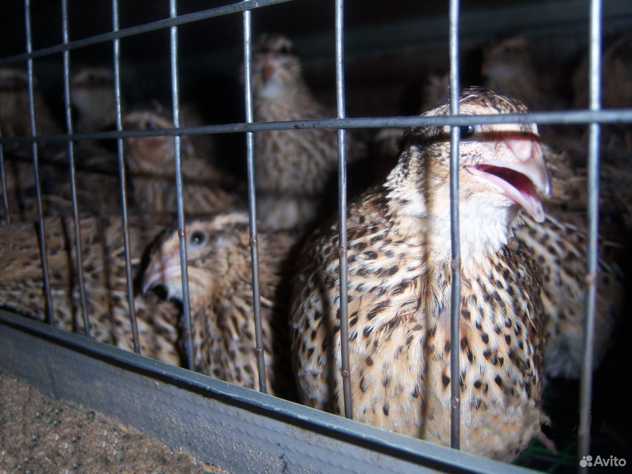 Японский перепел