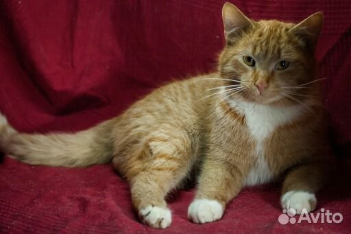 Вальяжный ласкуша - молоденький кот Пабло в дар