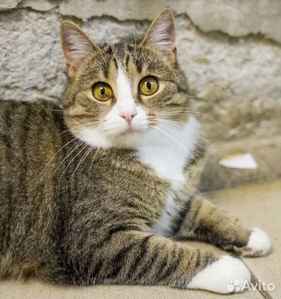 Кошечка в добрые руки