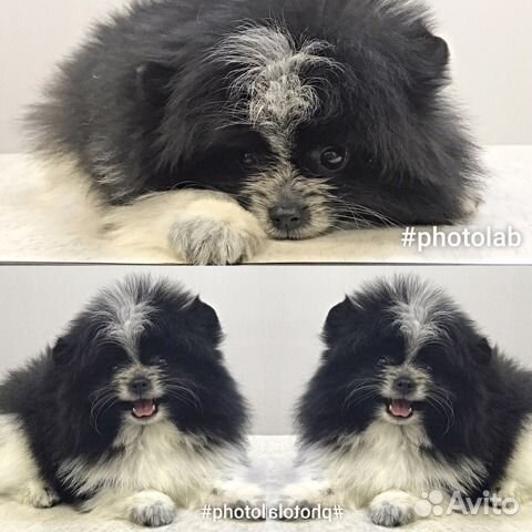 Шпиц. Бело-чёрный померанец
