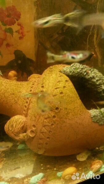 Гуппи самка или самец