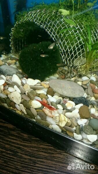 Креветки чери