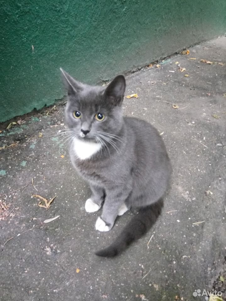 Стасик, ласкунчик и игрунчик, типа русская голубая