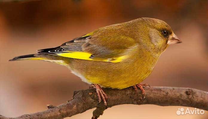 Птица лесная