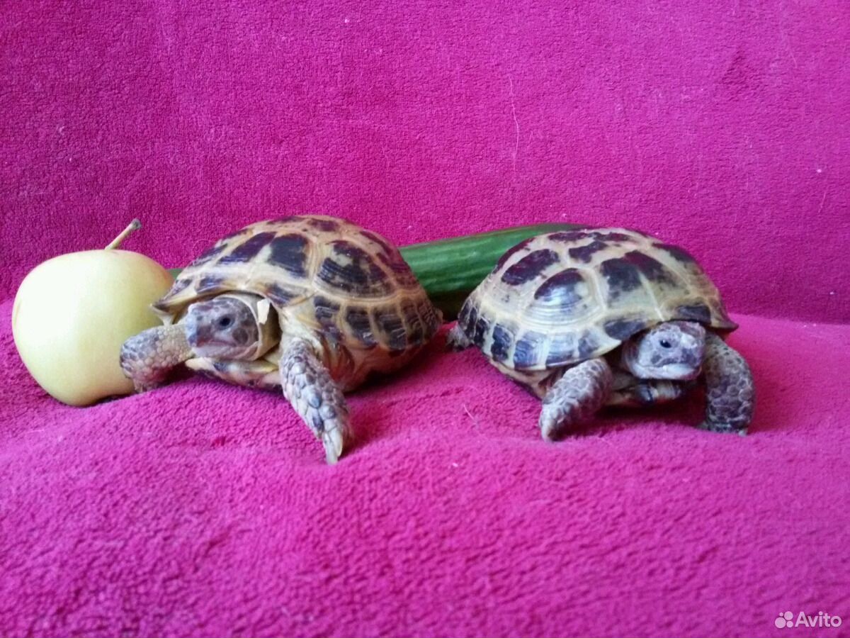 Черепашка сухопутная