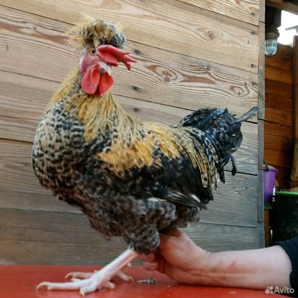 Петух Красавчик