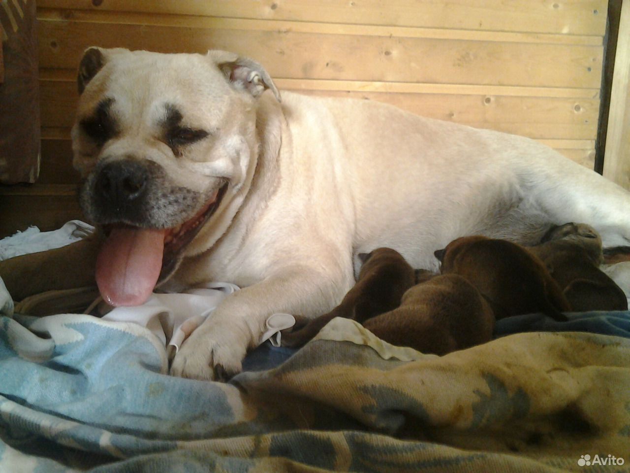 Щенки Ка-де-бо