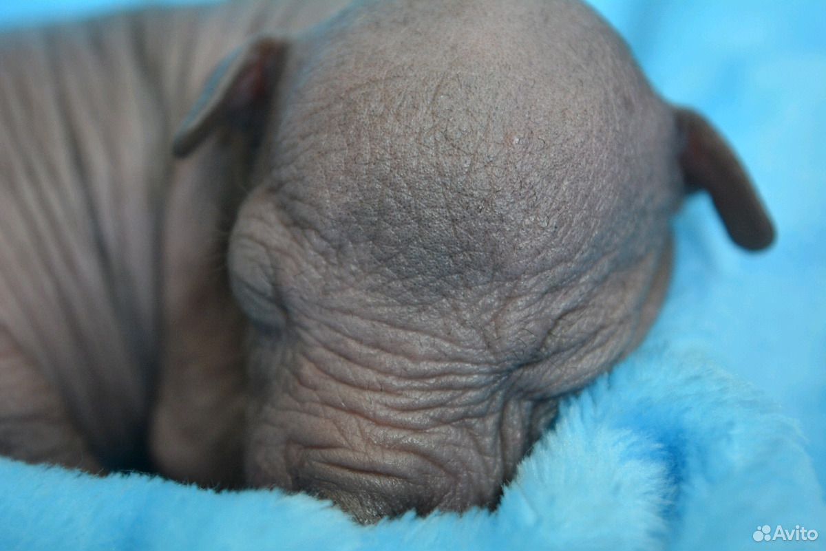 Чудо мальчишка мексиканской голой мини