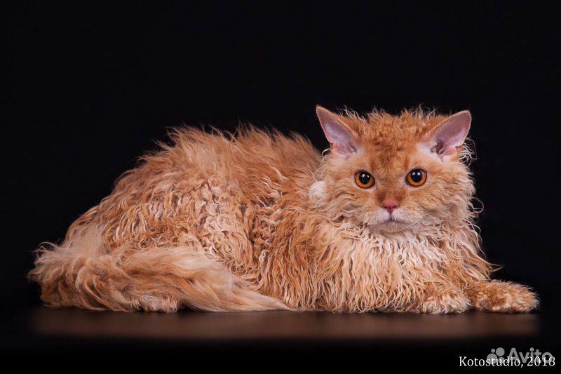 Рыжий парень