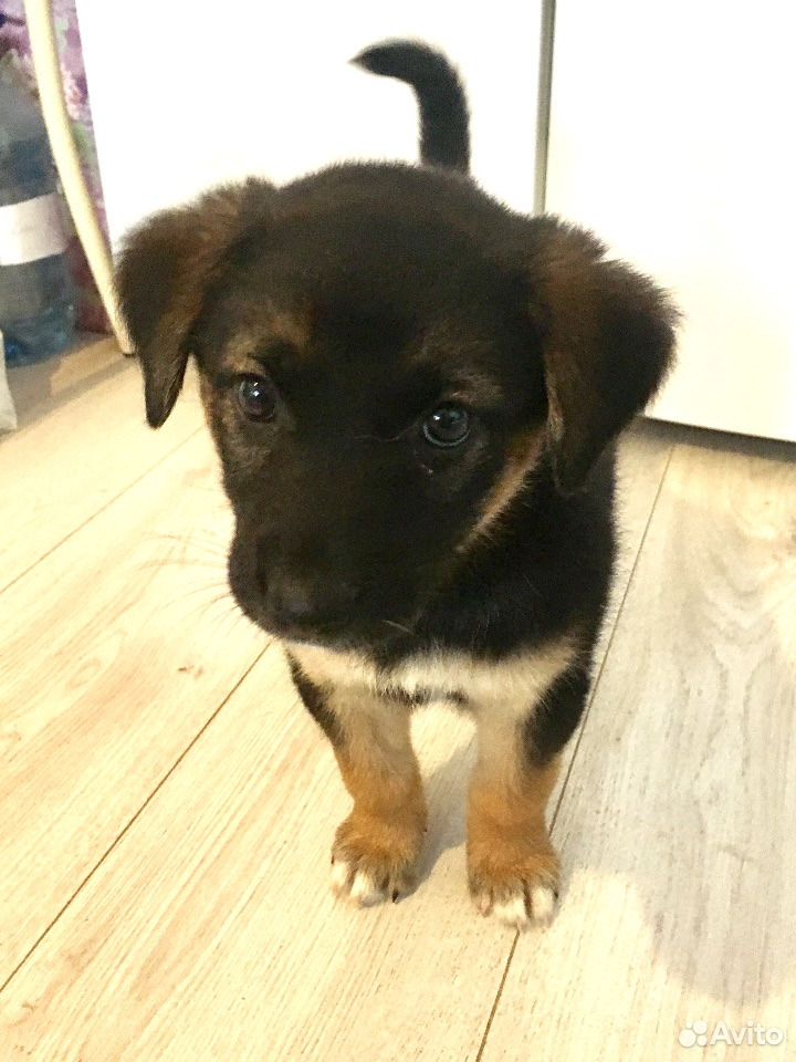 Щенок овчароидного типа