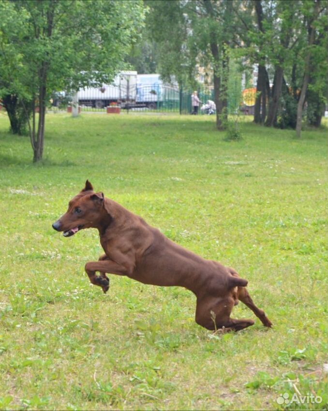 Немецкий пинчер. Вязка