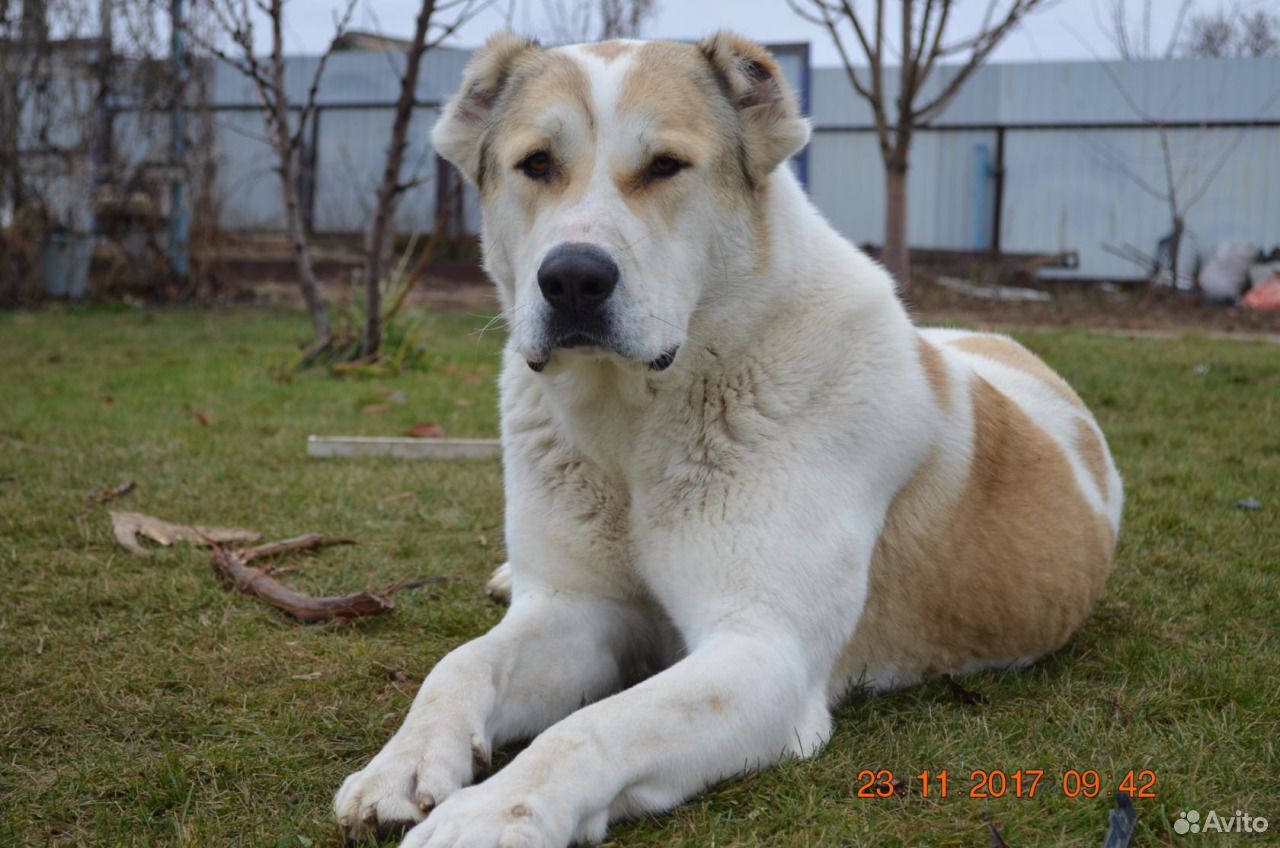 Сао сука вязка