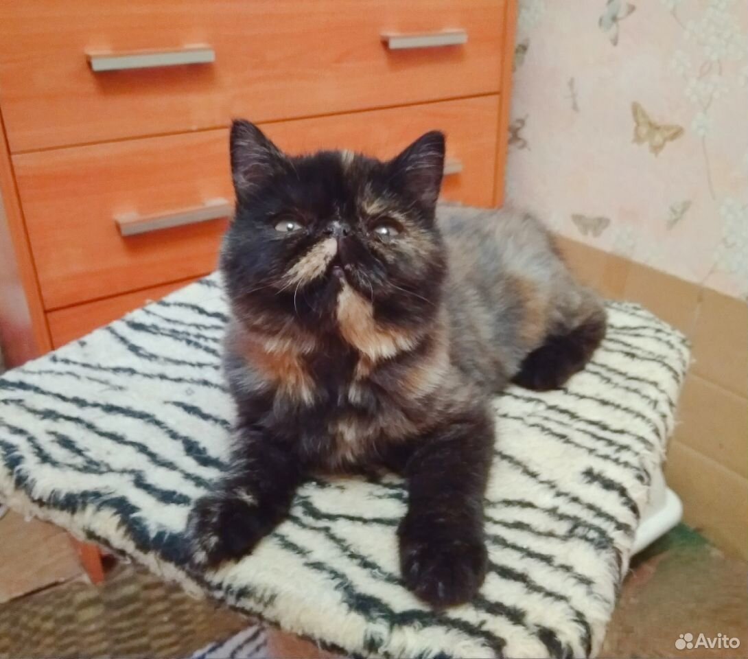 Котята- экзоты. Тёмные принцессы