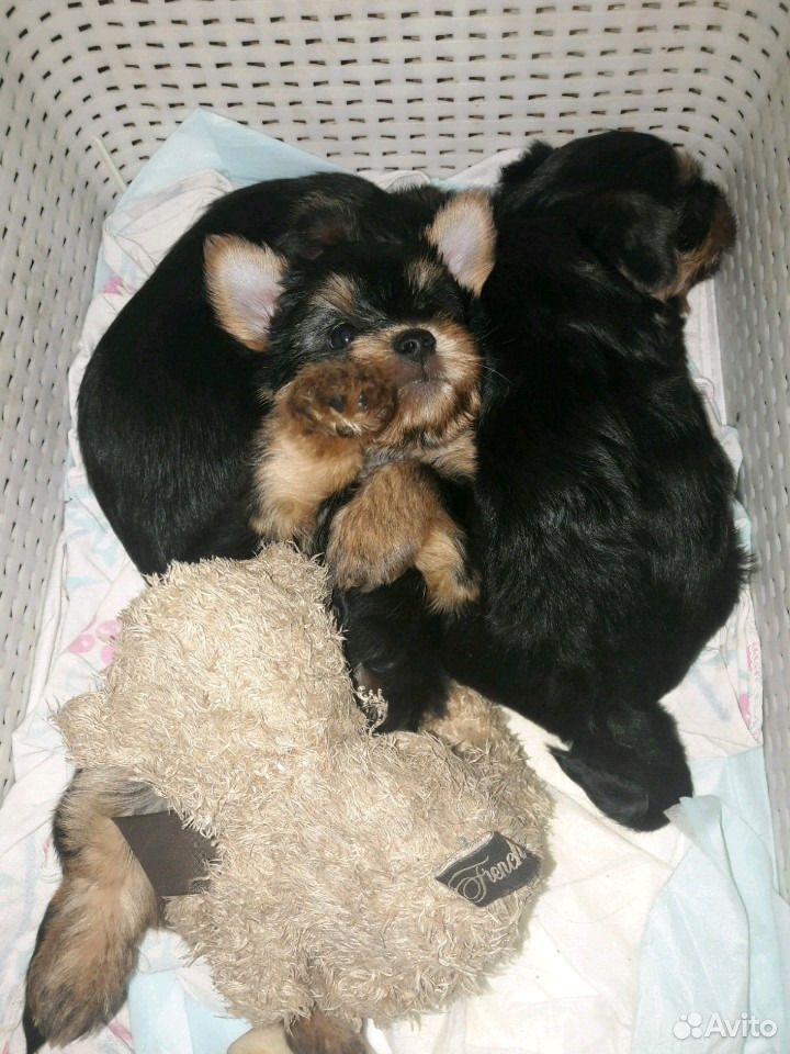 Щенки Йорка