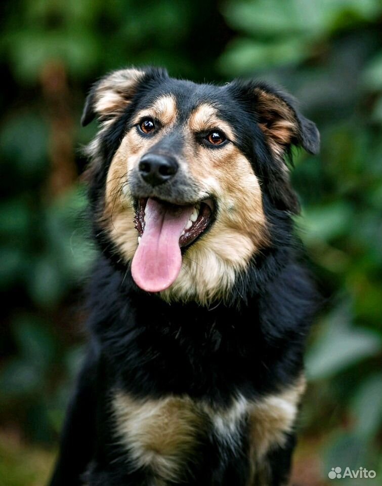 Собака девочка Найда,2,5года.привита,стерилизованн