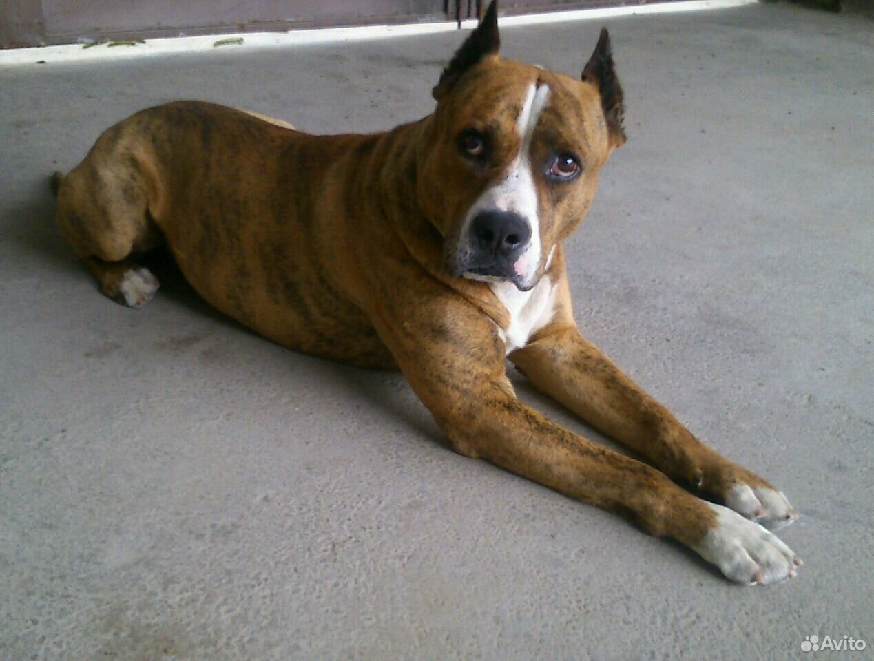 Вязка стафф