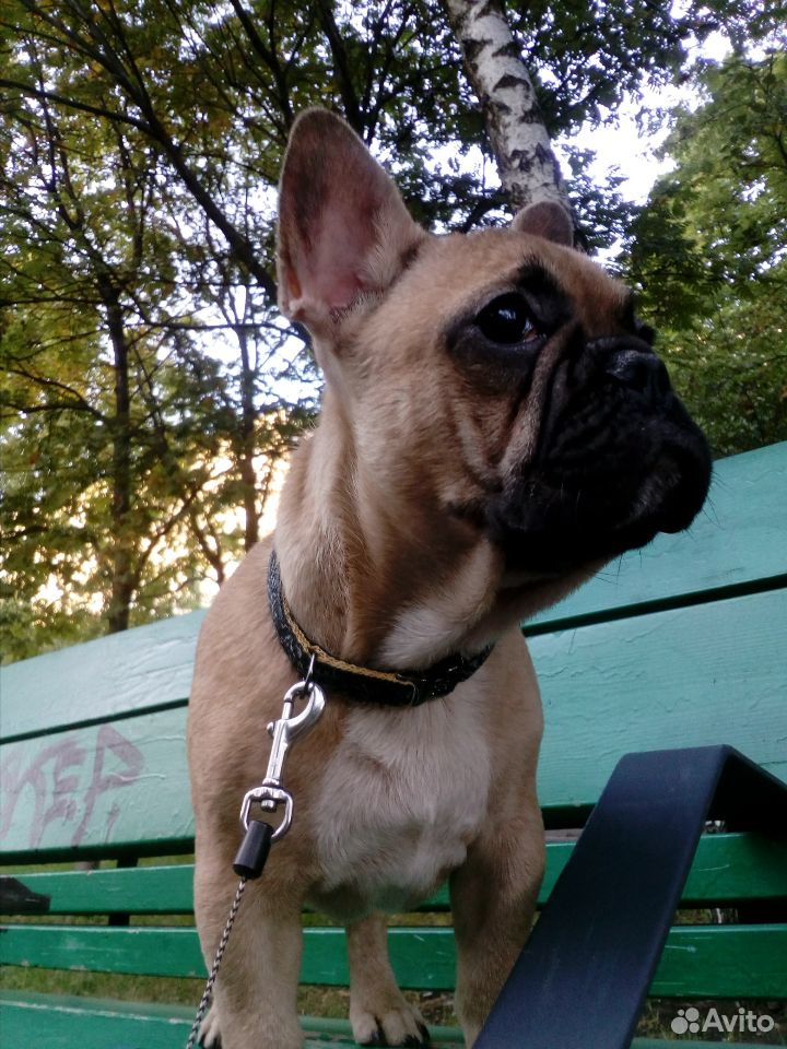 Французский бульдог