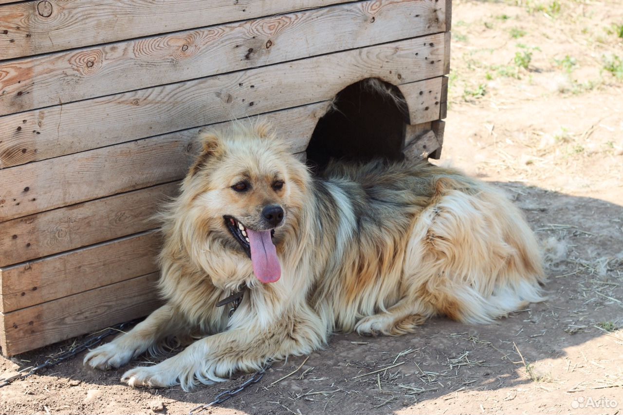 Красотка Шейла ищет семью