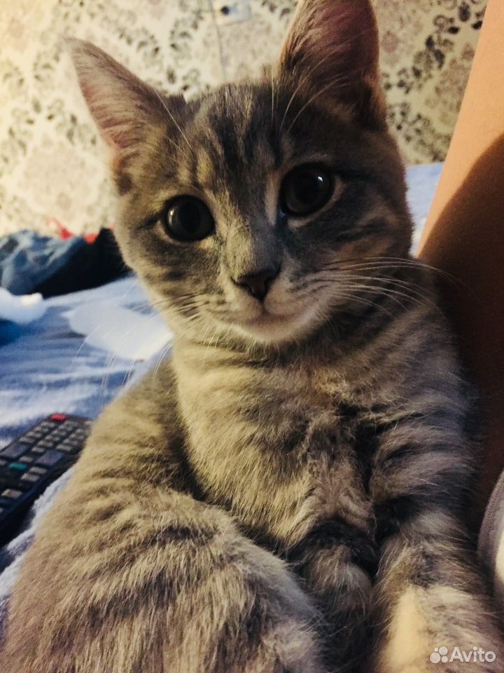 Котенок в добрые руки