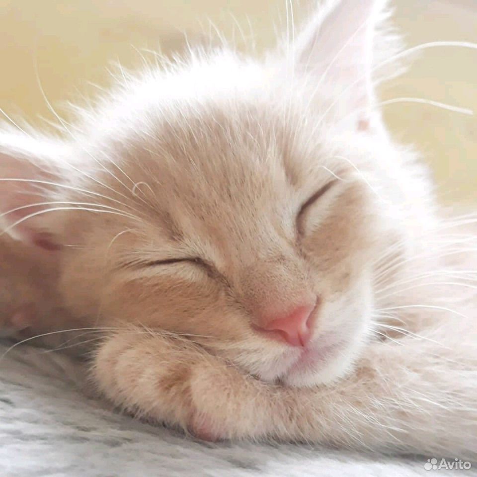 Персиковый колобок 1.5 мес