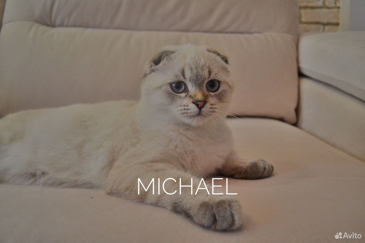 Шотландские котята в разведение