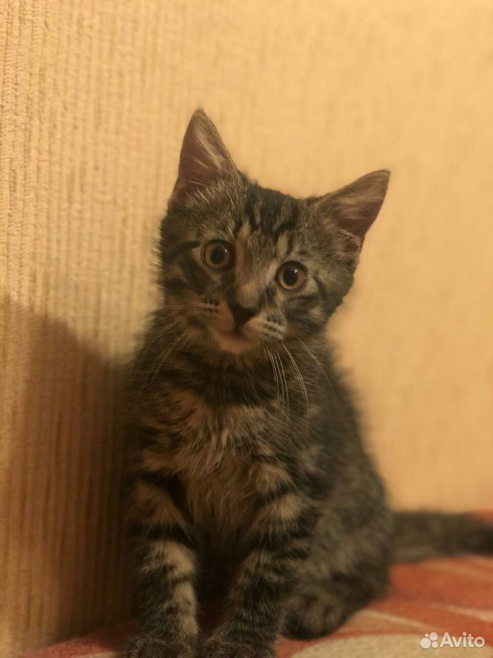 Котёнок самый лучший друг