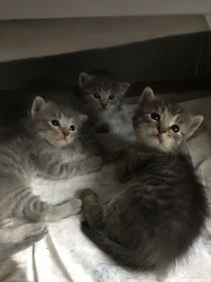 Сибирские малыши