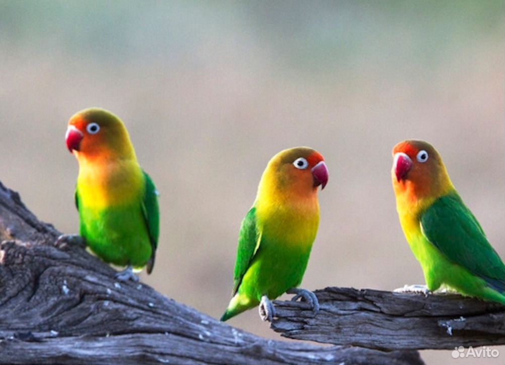 Волнистые, Неразлучники, Корелла попугайчики