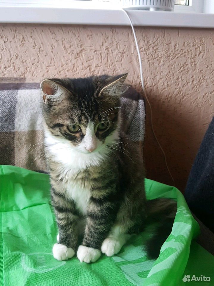 Котёнок-подросток игрун и ласкун