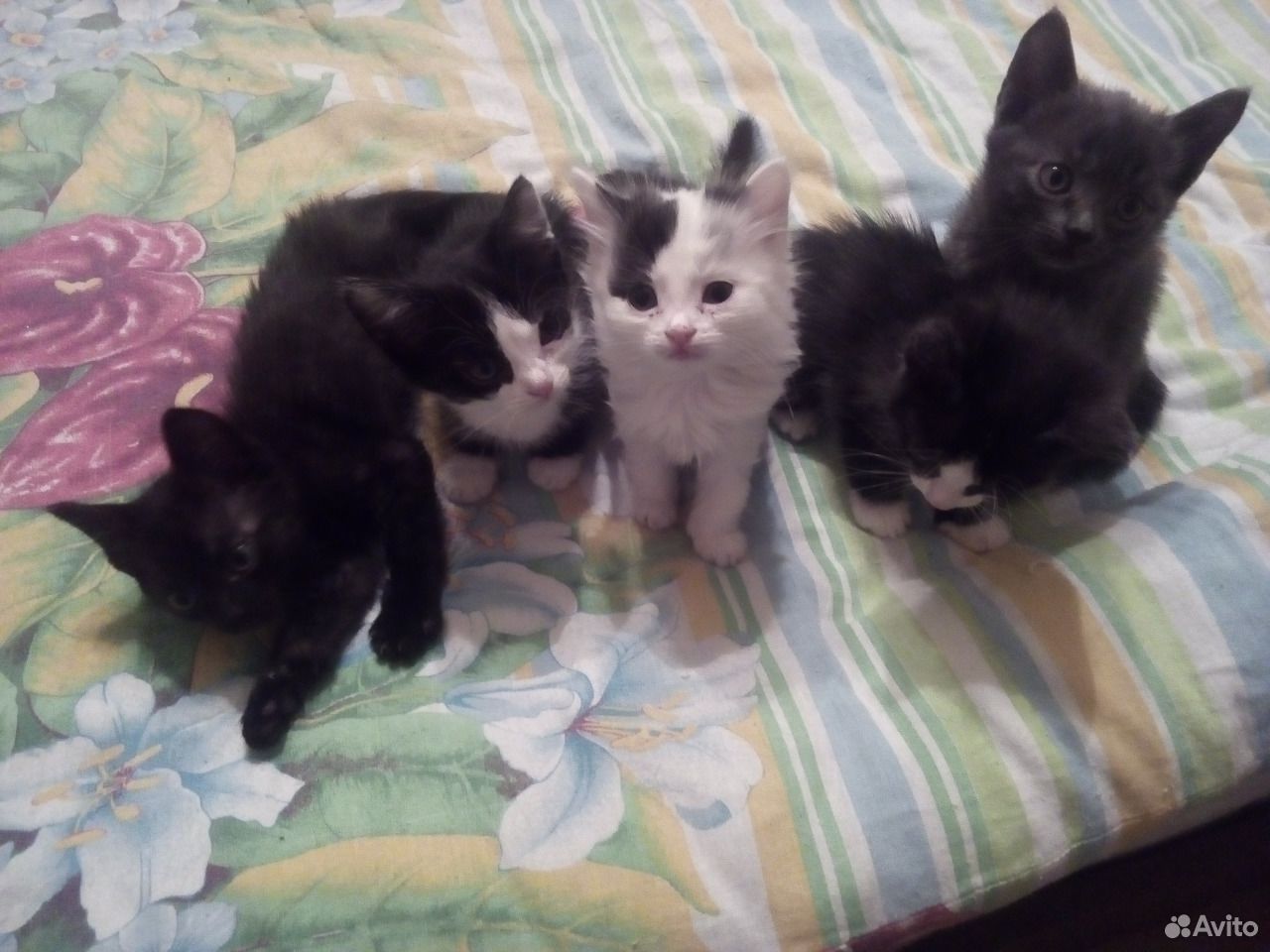 Котята в добрые руки