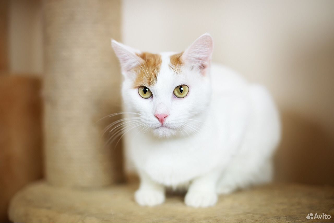 Котоподросток Себастьян