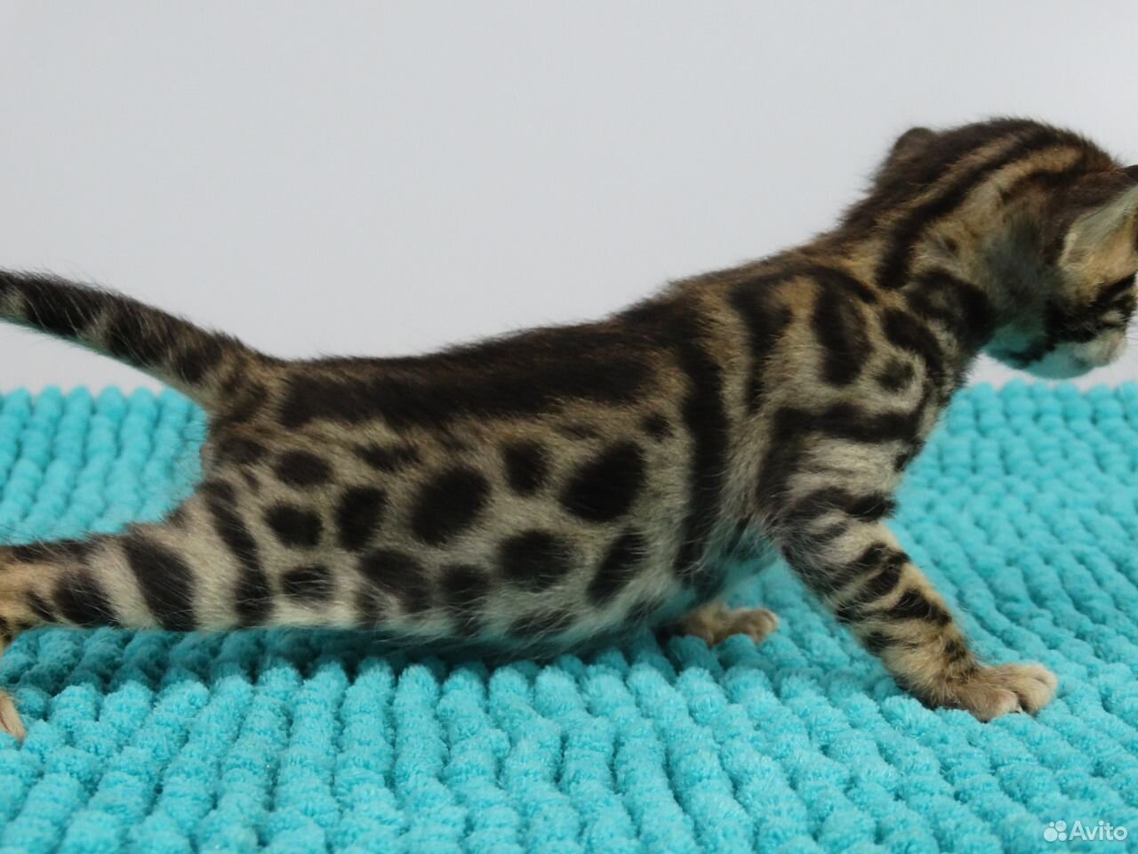 Бенгальские котята (золото и редкие окрасы)