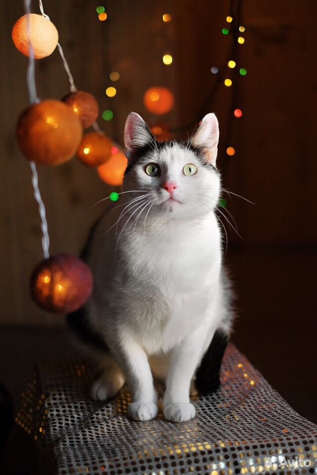 Кот Чебурашка ищет дом