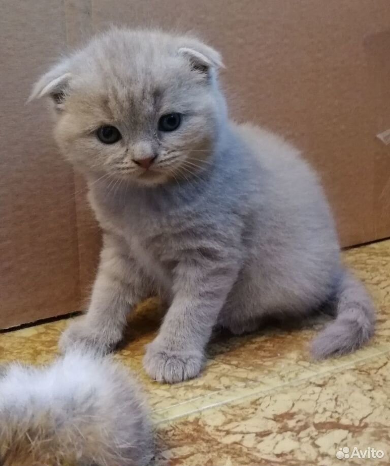 Плюшевый котёнок