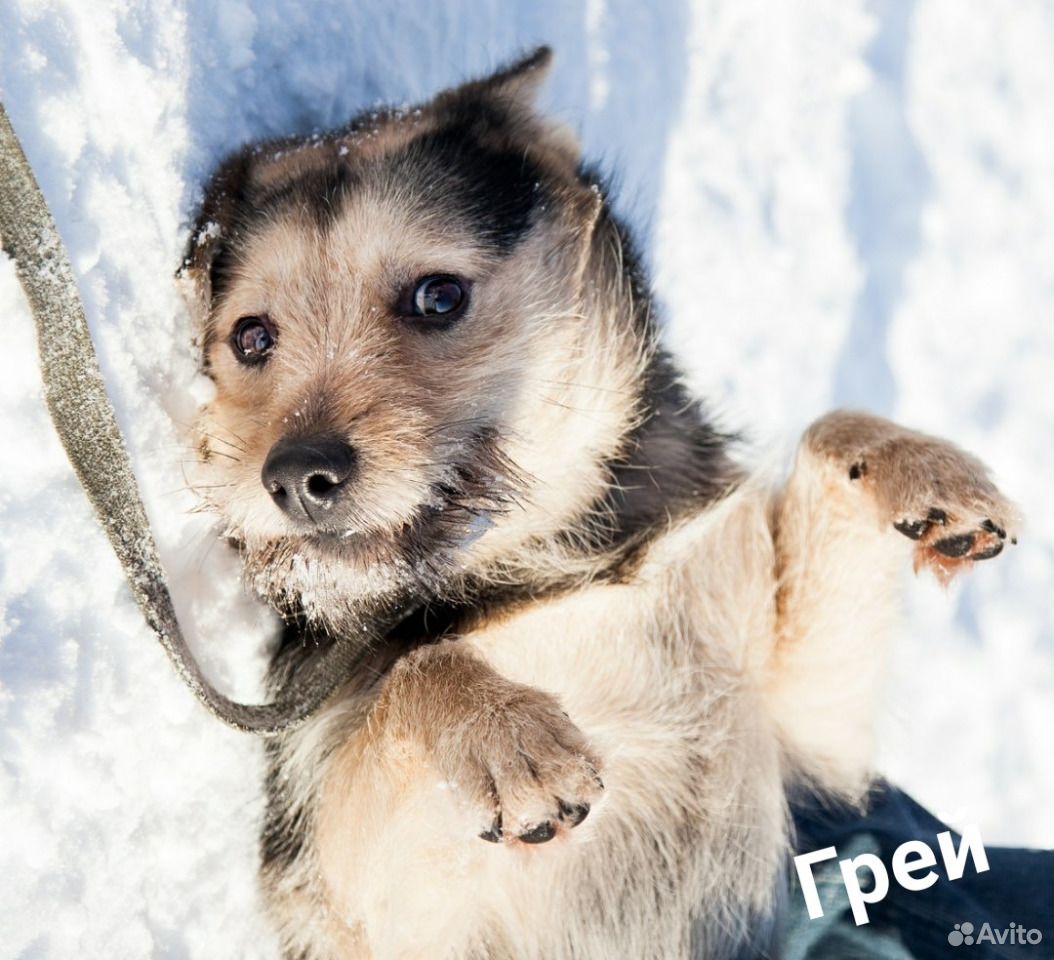 Супер-мальчишка Грей ищет свою семью