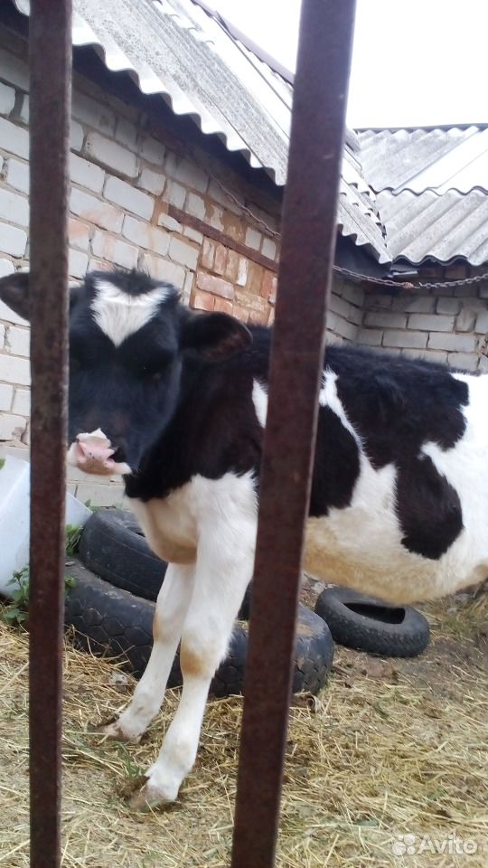 Продам бычка 10 дней