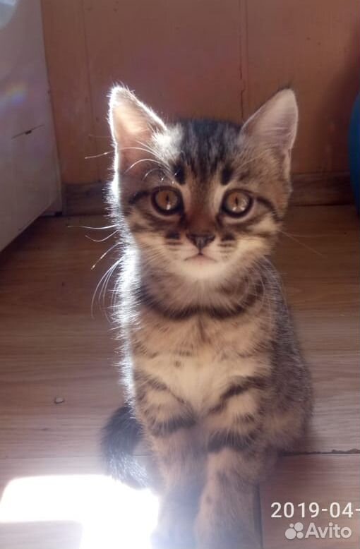 Котёнок