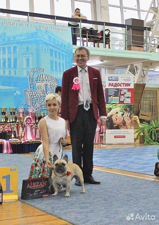Вязка французский бульдог. В продаже щенки