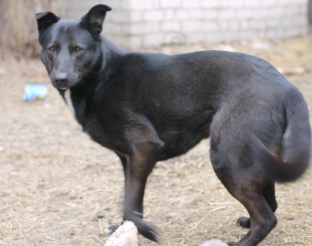 Собака в добрые руки