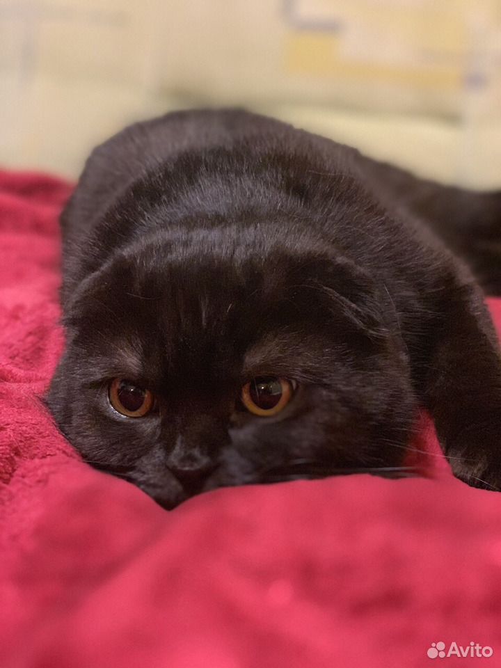 Шотландский вислоухий кот на вязку