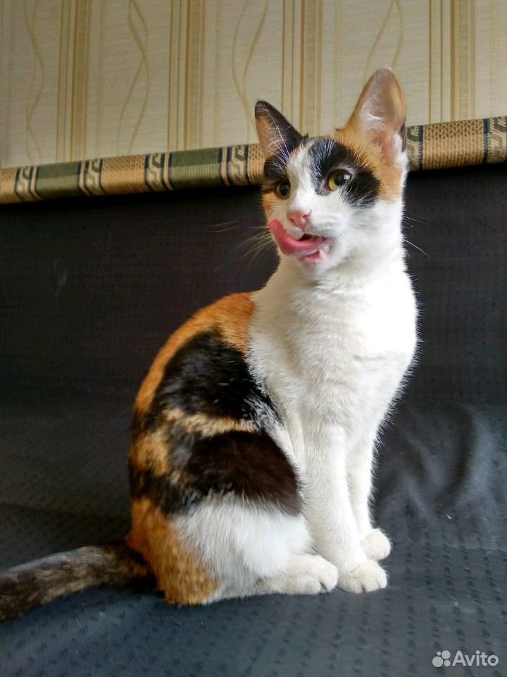 Кошечка Капа, 1 год