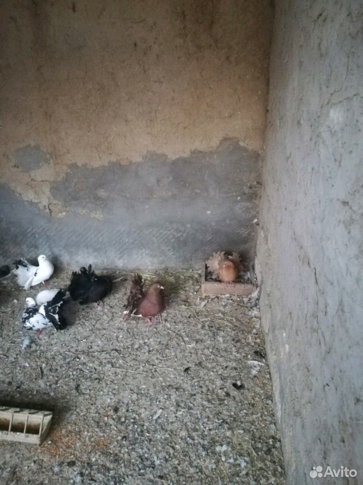 Продаются голуби разных пород