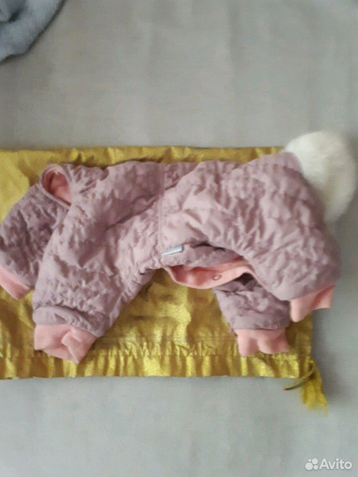 Той-терьера или на маленькую собачку