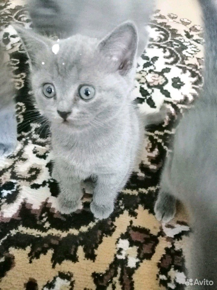 Котята британцы