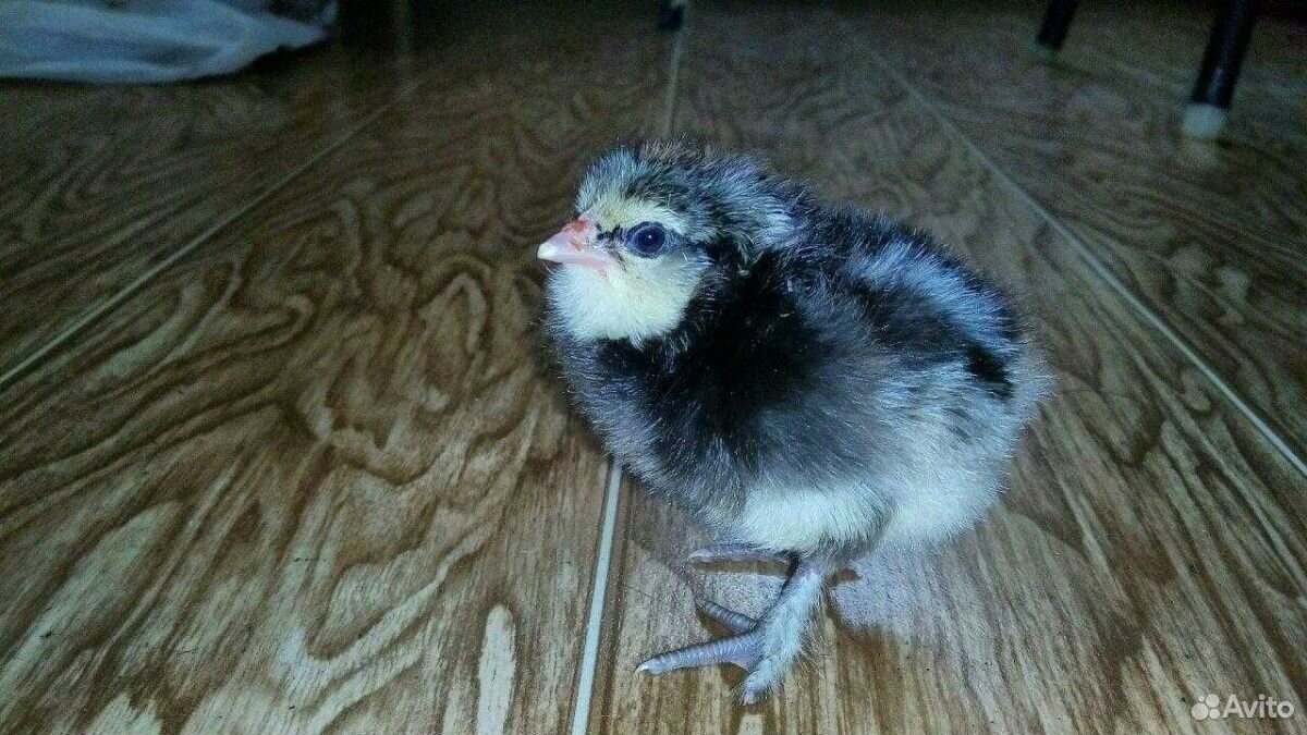 Цыплята суточные