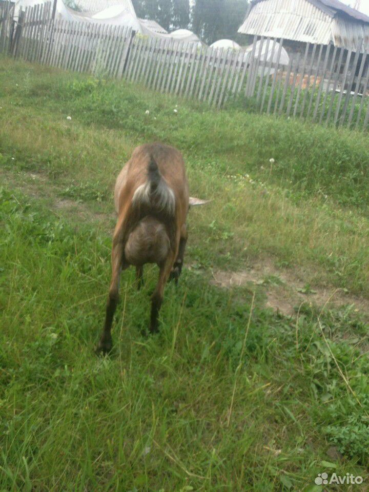 Продам 2 козы