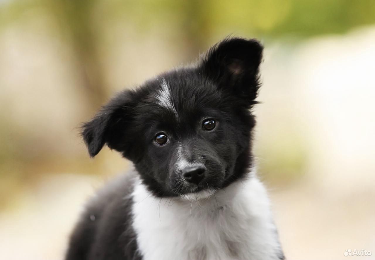 Моника- одна из четырех щенков 2 мес. Небольшого р