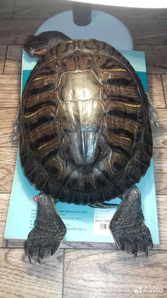Черепаха