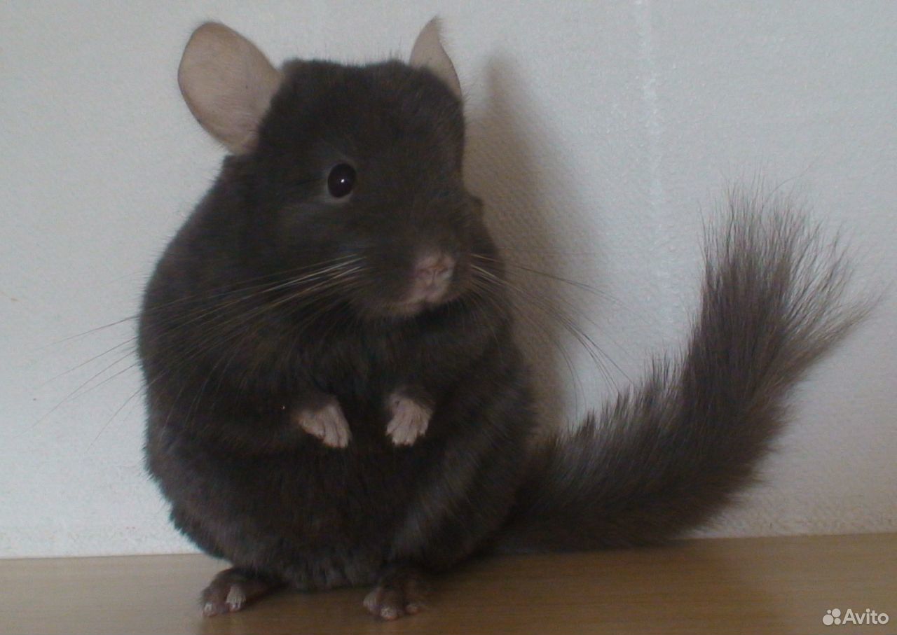 Шиншилла бархатный шоколад